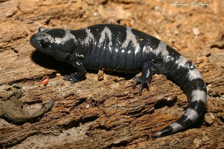 A. opacum (fat) on log | Vermont Reptile and Amphibian Atlas