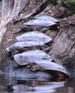 Apalone spinifera – Spiny Softshell Turtle | Vermont Reptile and ...