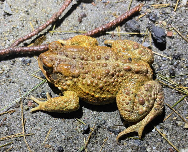 American-Toad-J-Jose-2024 | Vermont Reptile and Amphibian Atlas