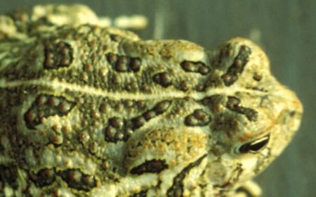 Anaxyrus fowleri – Fowler’s Toad | Vermont Reptile and Amphibian Atlas