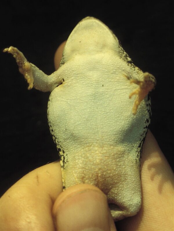 Anaxyrus fowleri – Fowler’s Toad | Vermont Reptile and Amphibian Atlas