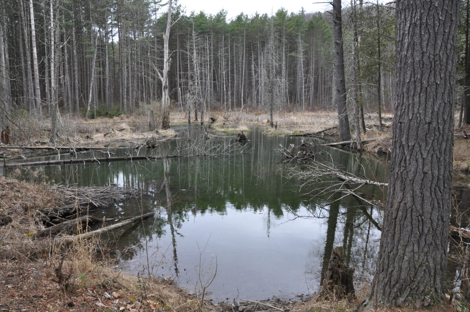 Herp Update: Fundraiser, Herp Activity, Proposed Wetlands Rule Change ...