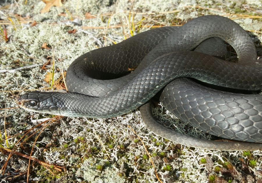 Practice Conservation | Vermont Reptile and Amphibian Atlas