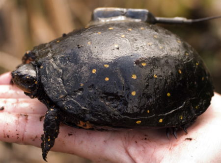 Clemmys guttata – Spotted Turtle | Vermont Reptile and Amphibian Atlas
