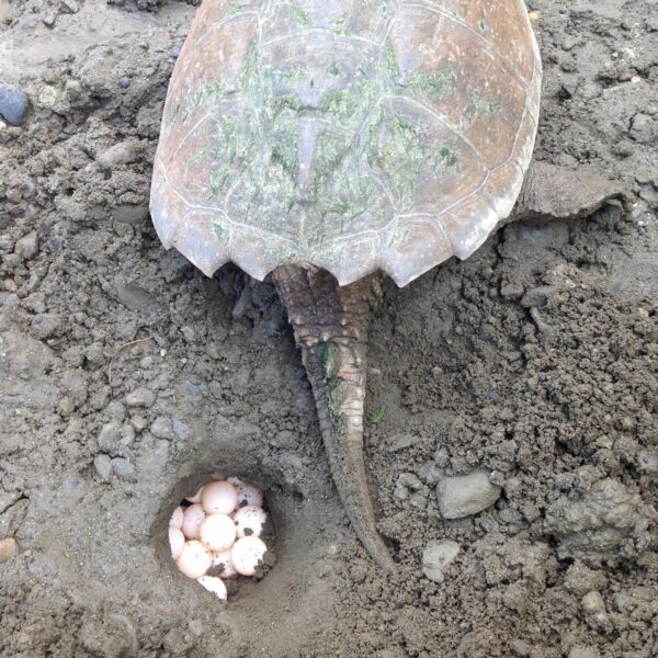 Chelydra serpentina – Snapping Turtle | Vermont Reptile and Amphibian Atlas