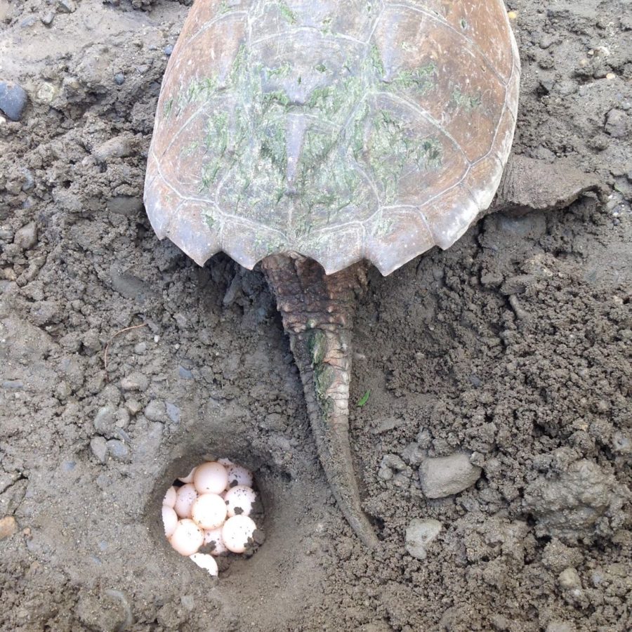Chelydra serpentina – Snapping Turtle | Vermont Reptile and Amphibian Atlas