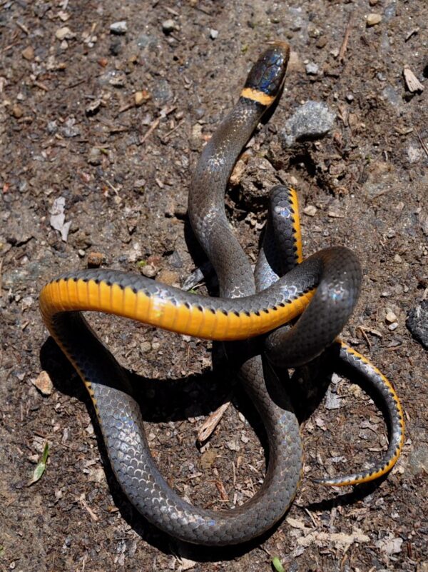 Diadophis punctatus – Ring-necked Snake | Vermont Reptile and Amphibian ...