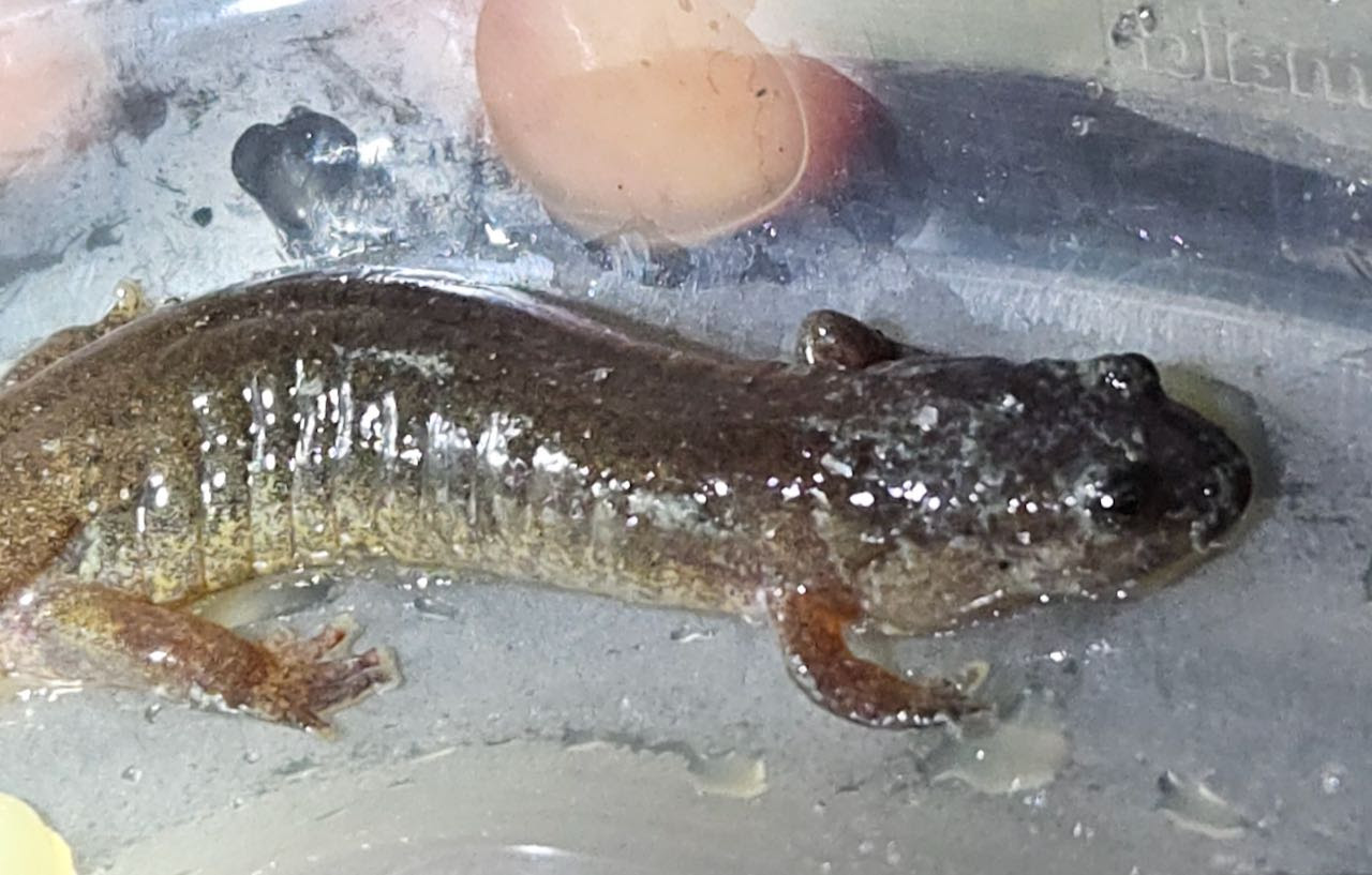 D. fuscus, Ginger Wallis | Vermont Reptile and Amphibian Atlas