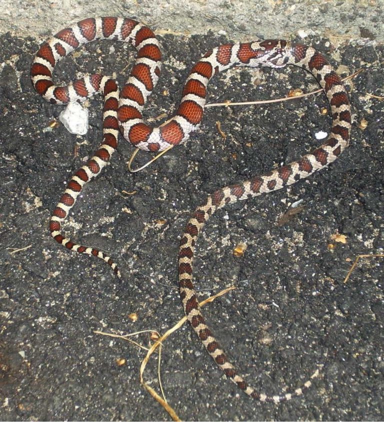 Herp Update: Upcoming Presentation on VT Snakes — January 18, 2022 ...