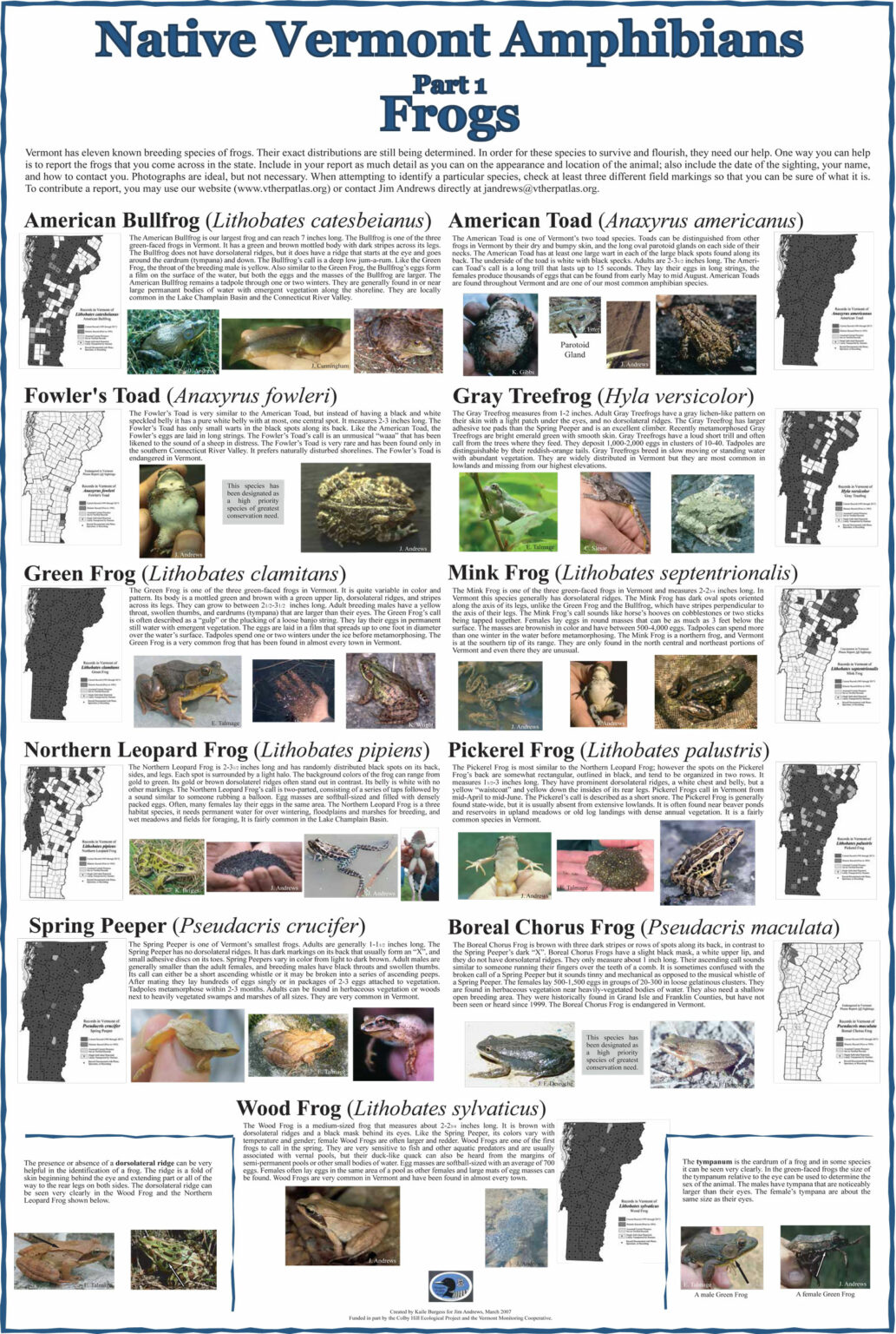 Native Vermont Amphibians Poster: Frogs | Vermont Reptile and Amphibian ...