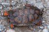 Wood Turtle | Vermont Reptile and Amphibian Atlas