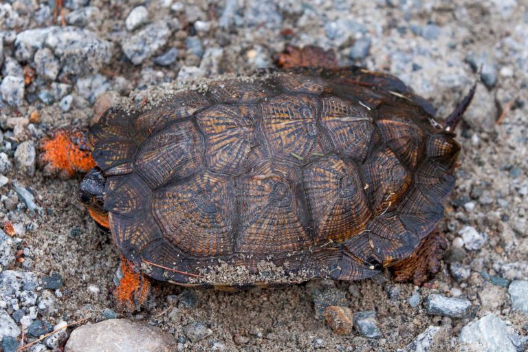 Wood Turtle | Vermont Reptile and Amphibian Atlas