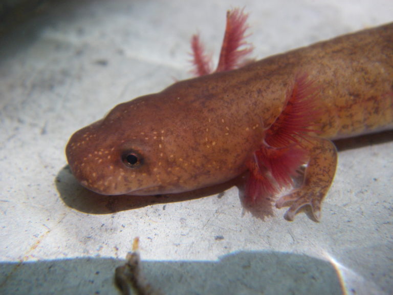 Gyrinophilus porphyriticus – Spring Salamander | Vermont Reptile and ...