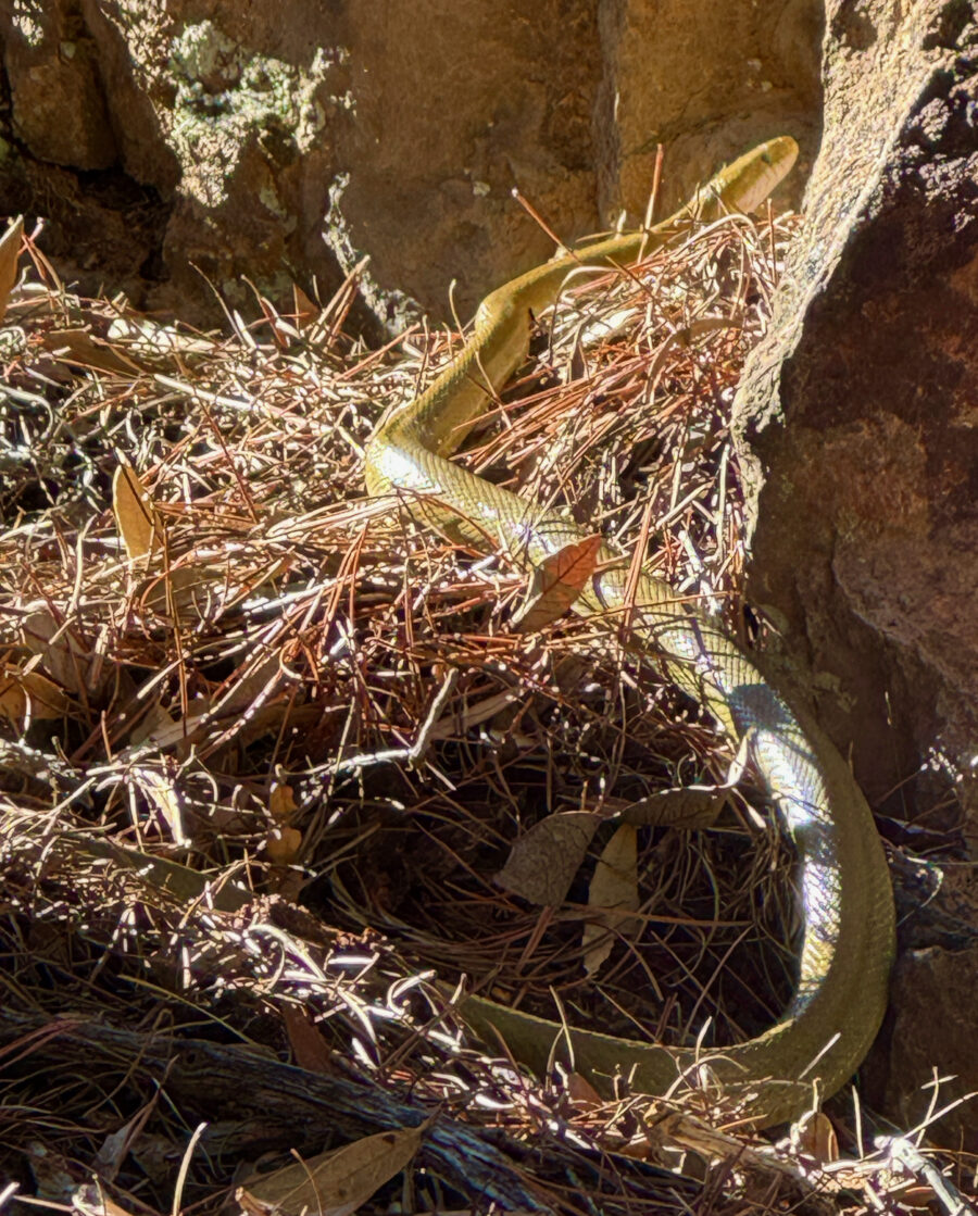 Green-Ratsnake-AZ-Chris_Turner | Vermont Reptile and Amphibian Atlas