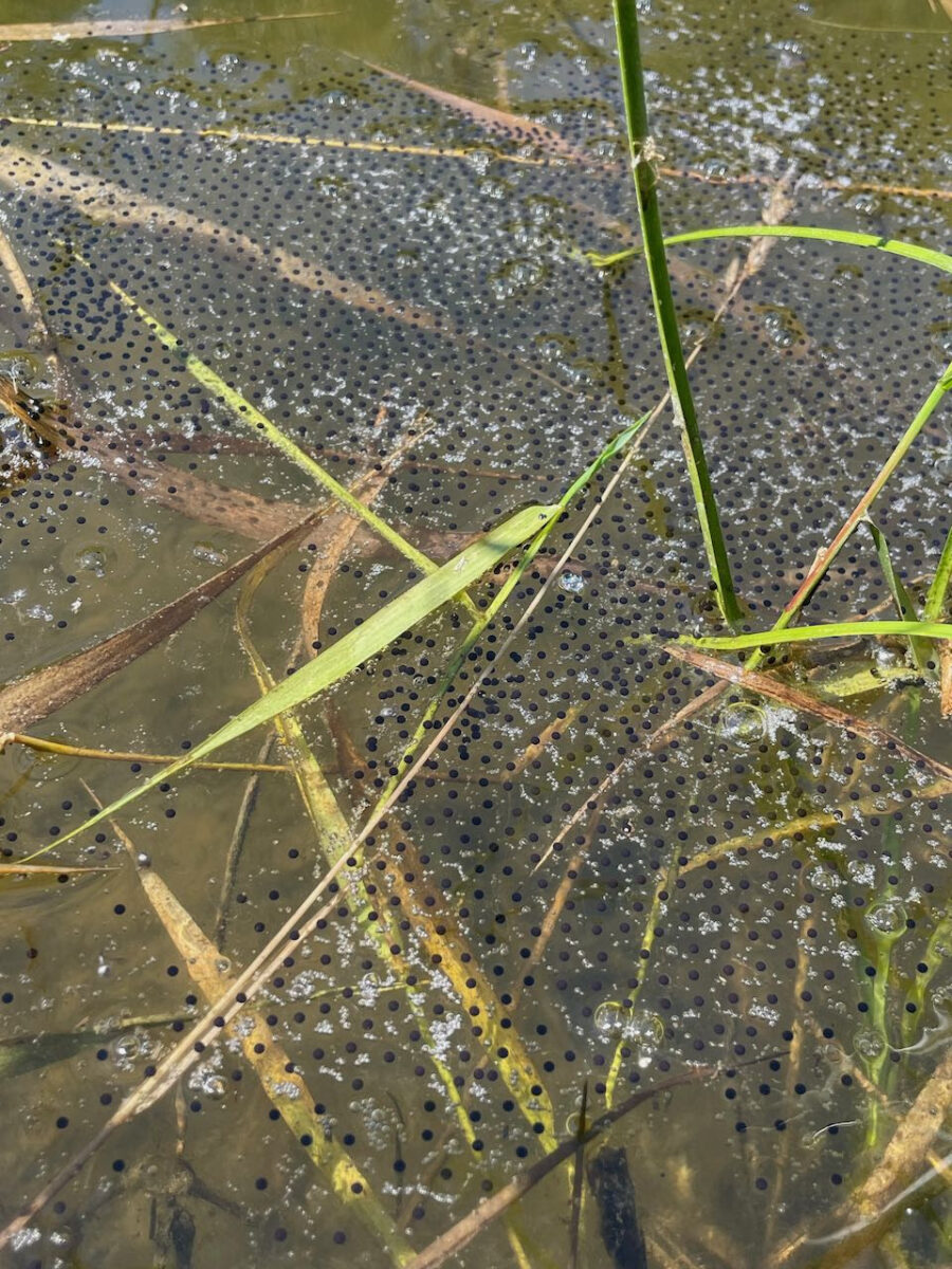 Herp Update: Green Frog Eggs, Spotted Turtle, Website, Upcoming ...