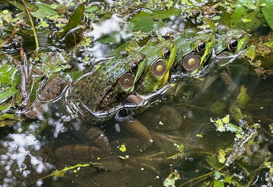 GreenFrogsBrianCarter | Vermont Reptile and Amphibian Atlas
