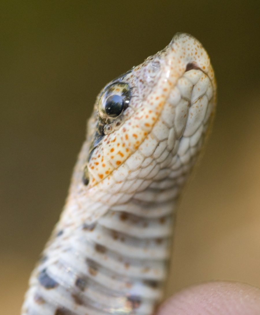 Heterodon platirhinos – Eastern Hog-nosed Snake | Vermont Reptile and ...