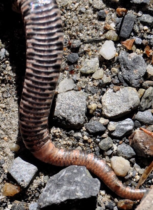 Heterodon platirhinos – Eastern Hog-nosed Snake | Vermont Reptile and ...