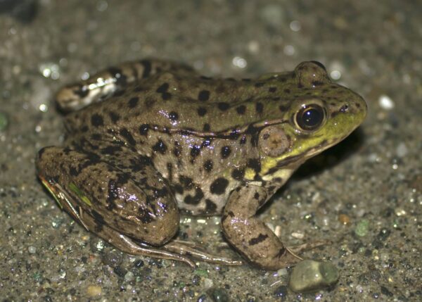 Green Frog - Lithobates clamitans | Vermont Reptile and Amphibian Atlas