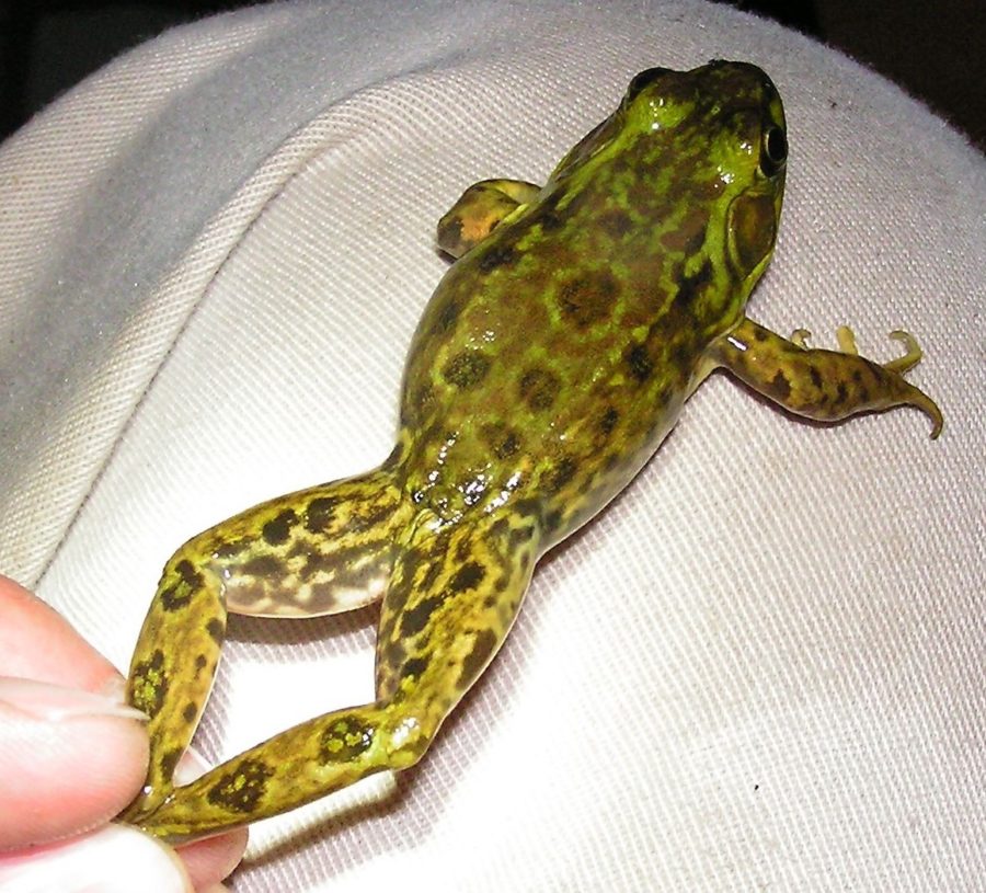Lithobates septentrionalis – Mink Frog | Vermont Reptile and Amphibian ...