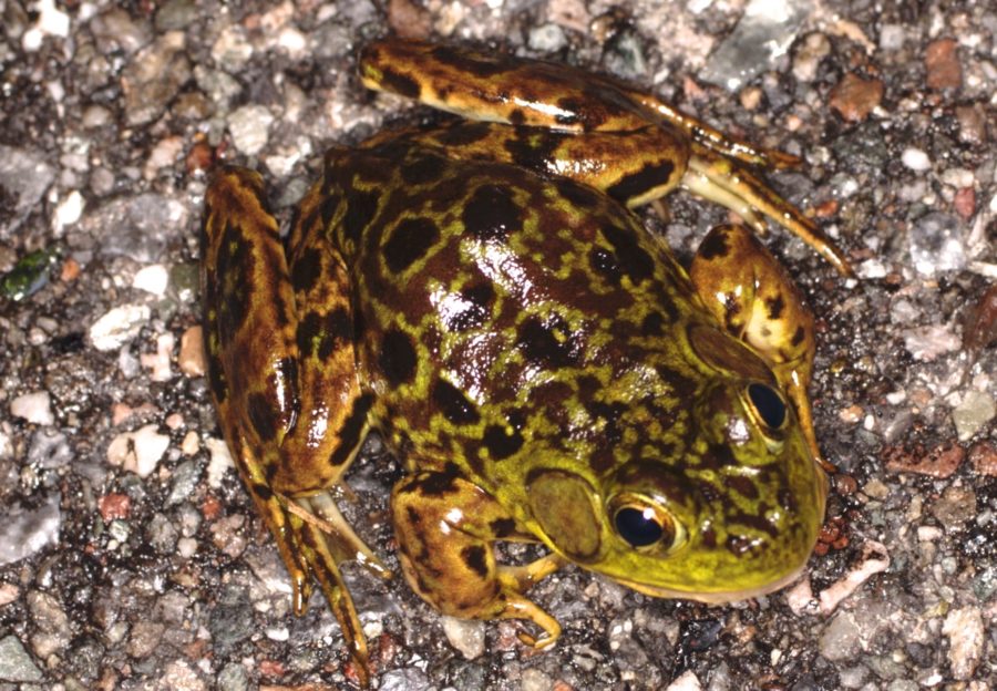 Lithobates septentrionalis – Mink Frog | Vermont Reptile and Amphibian ...