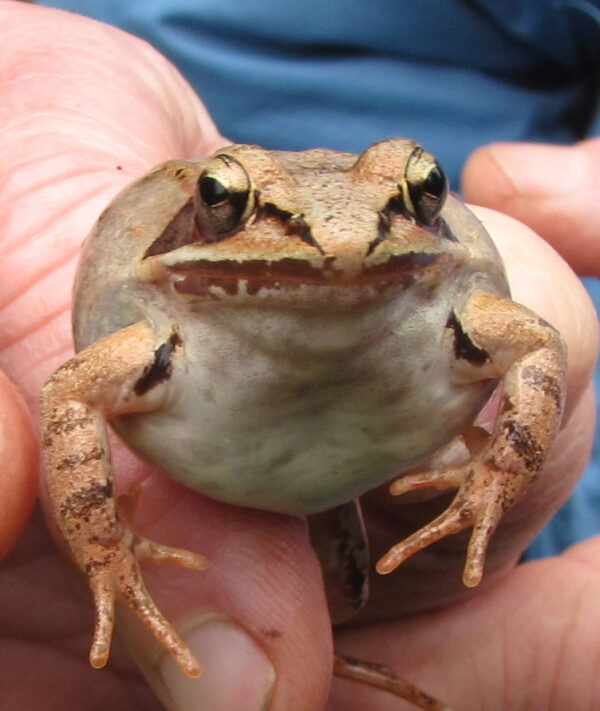 Lithobates sylvaticus – Wood Frog | Vermont Reptile and Amphibian Atlas