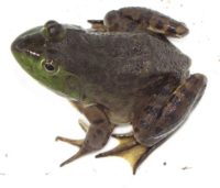 Lithobates catesbeianus – American Bullfrog | Vermont Reptile and ...