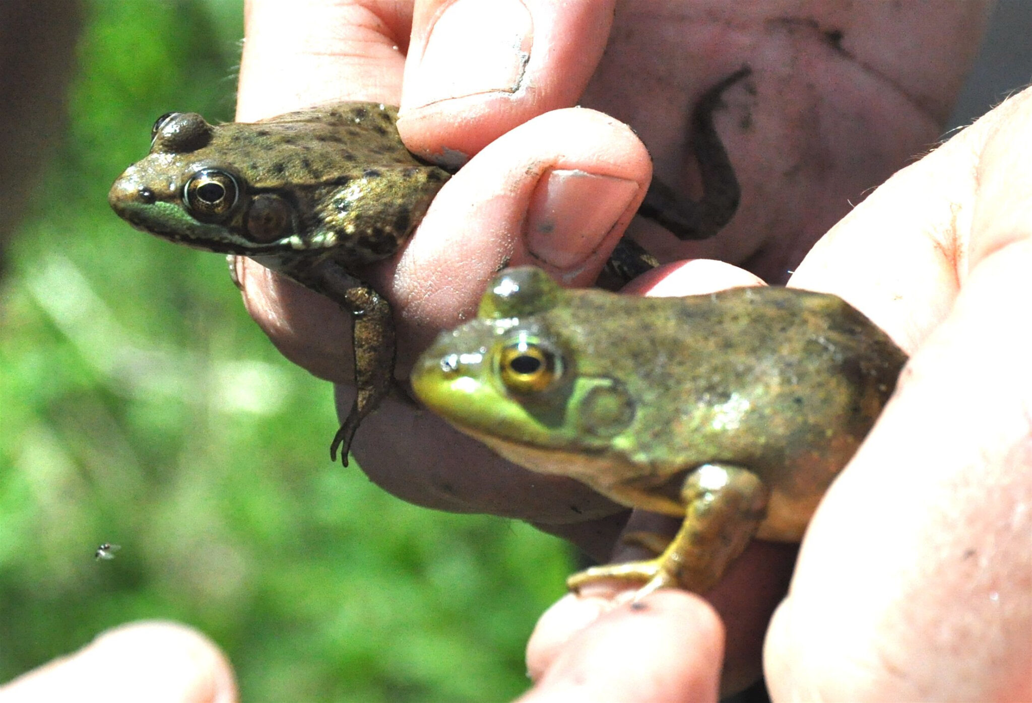 Herp Update: Turtle Reports, Frogs Metamorphosing, Frogs Calling – July ...