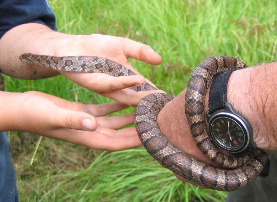 Lampropeltis triangulum – Eastern Milksnake | Vermont Reptile and ...