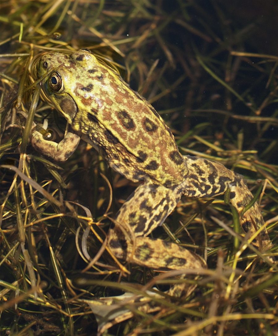 Lithobates septentrionalis – Mink Frog | Vermont Reptile and Amphibian ...