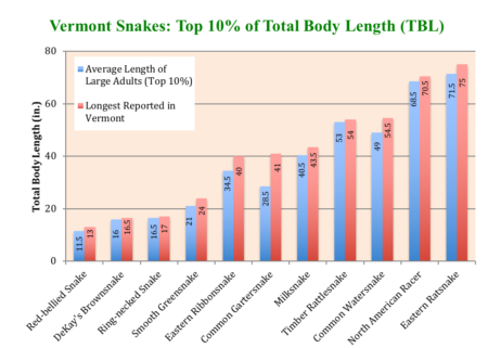 Relative lengths of Vermont snakes | Vermont Reptile and Amphibian Atlas
