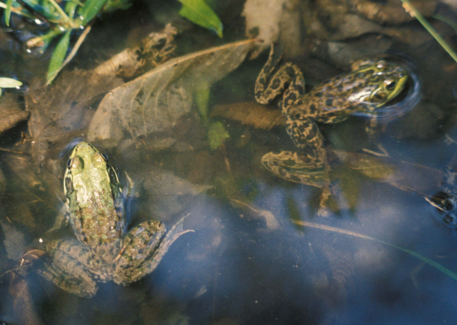 Mink and Green Frog | Vermont Reptile and Amphibian Atlas