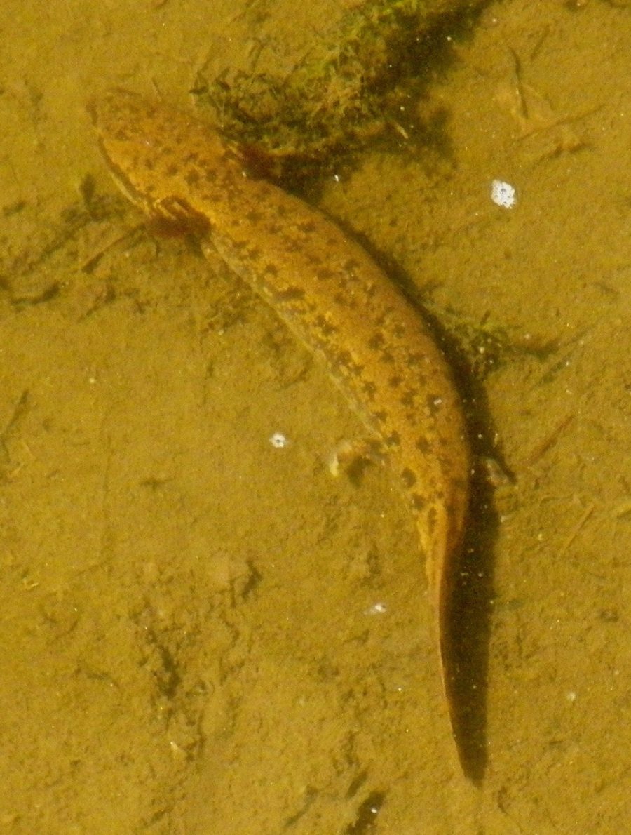 Necturus maculosus - Mudpuppy | Vermont Reptile and Amphibian Atlas