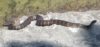 Nerodia sipedon – Common Watersnake | Vermont Reptile and Amphibian Atlas
