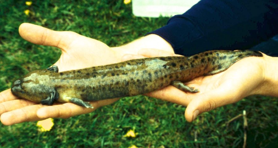 Necturus maculosus - Mudpuppy | Vermont Reptile and Amphibian Atlas