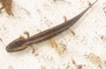 Necturus maculosus - Mudpuppy | Vermont Reptile and Amphibian Atlas