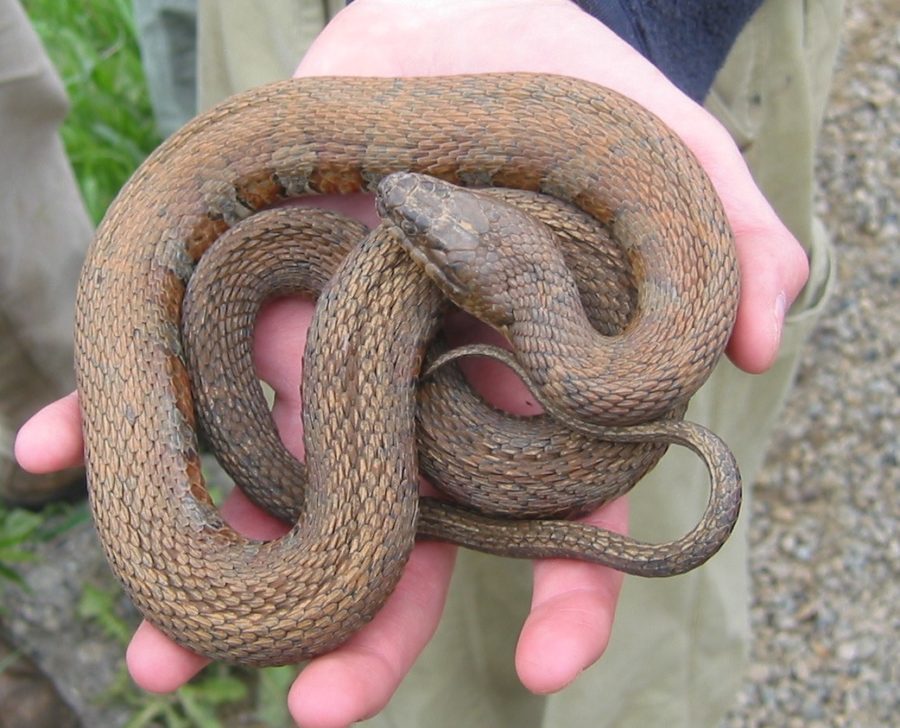 N. sipedon adult in hand coiled2 | Vermont Reptile and Amphibian Atlas