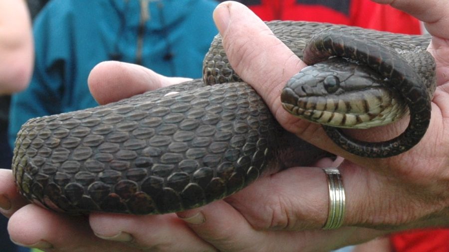 Nerodia sipedon – Common Watersnake | Vermont Reptile and Amphibian Atlas