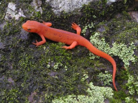 Red eft by T. Alexander | Vermont Reptile and Amphibian Atlas