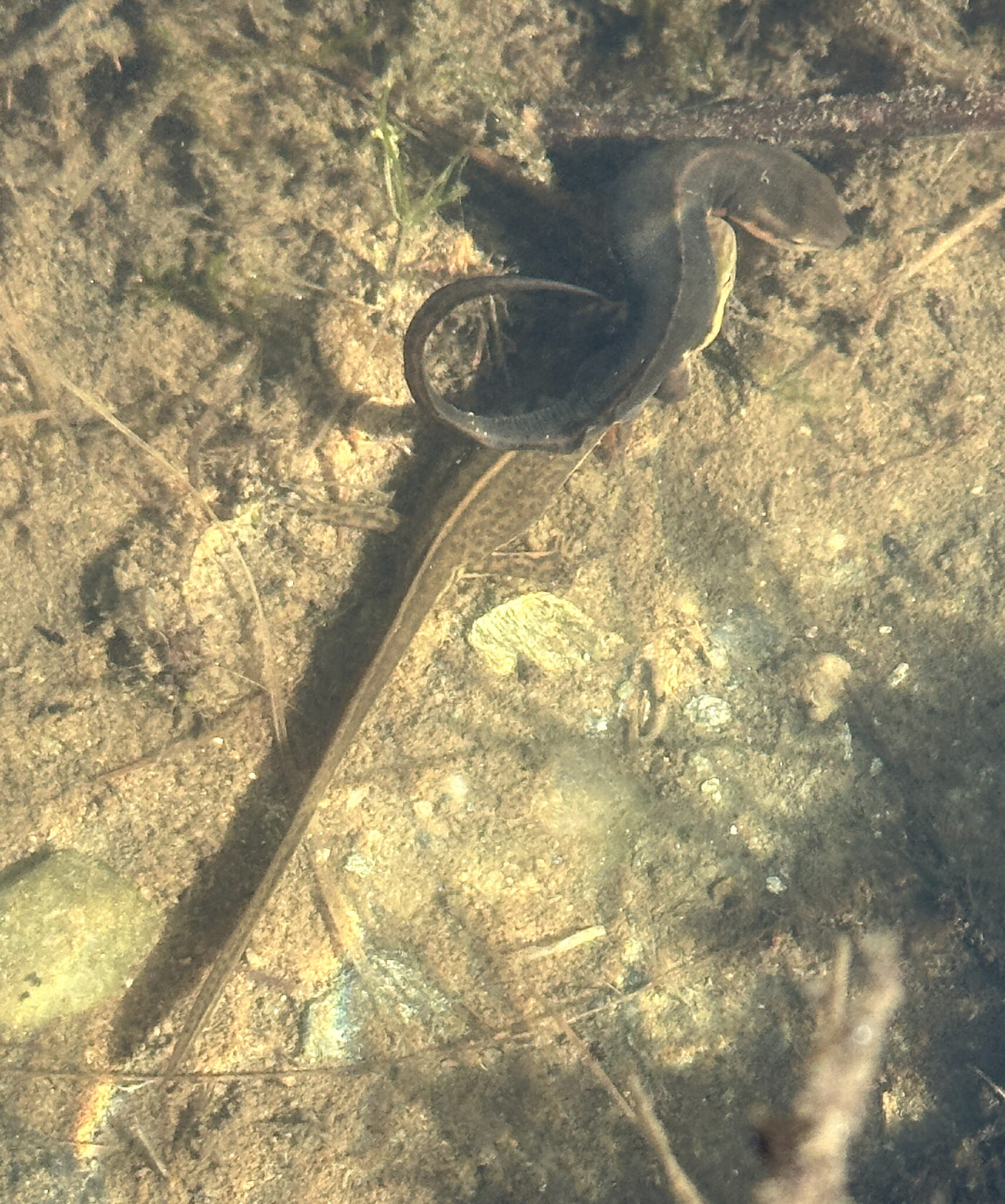 Herp Update: Amphibian Migration, Vernal Pools – April 3, 2024 ...