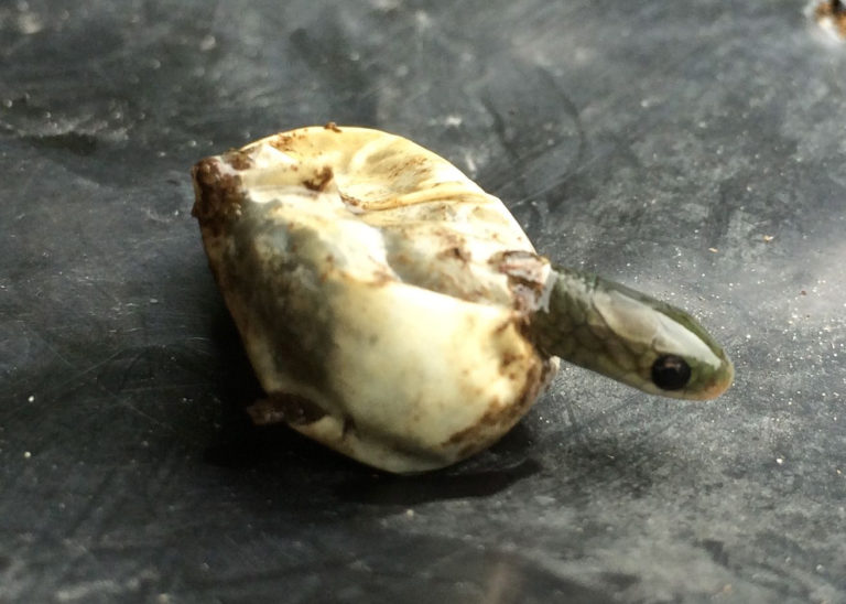 Opheodrys vernalis – Smooth Greensnake | Vermont Reptile and Amphibian ...