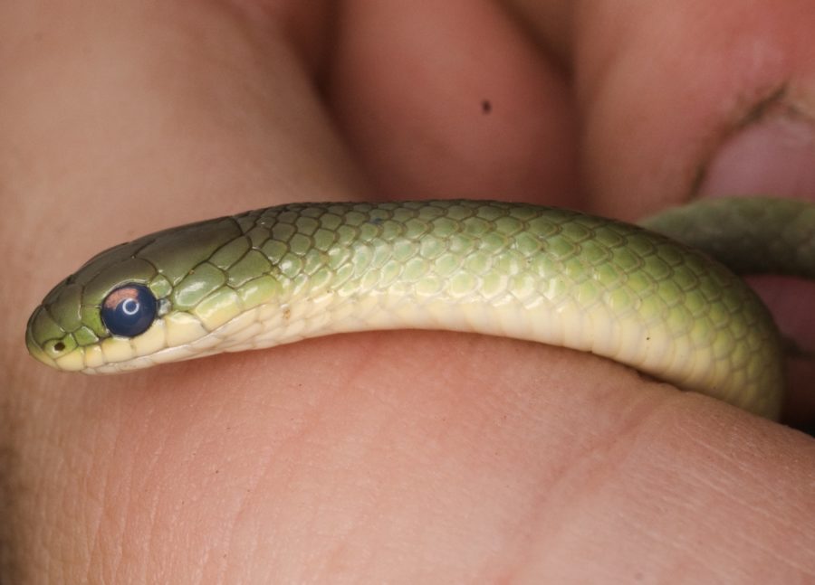 Opheodrys vernalis – Smooth Greensnake | Vermont Reptile and Amphibian ...