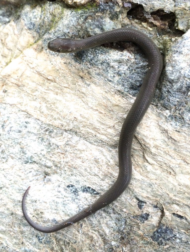 Opheodrys vernalis – Smooth Greensnake | Vermont Reptile and Amphibian ...