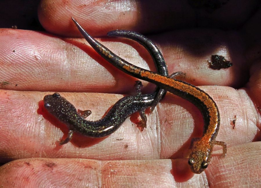 Plethodon cinereus – Eastern Red-backed Salamander | Vermont Reptile ...