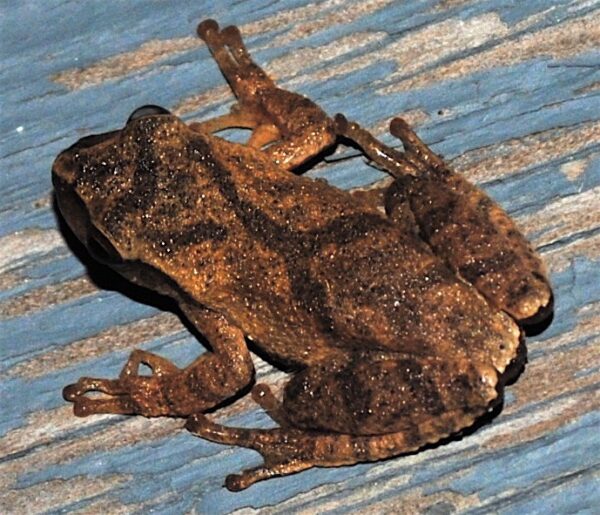 Pseudacris crucifer – Spring Peeper | Vermont Reptile and Amphibian Atlas