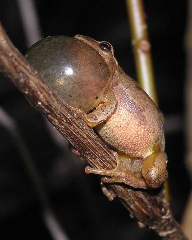 Pseudacris crucifer – Spring Peeper | Vermont Reptile and Amphibian Atlas