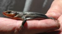 Plestiodon fasciatus – Common Five-lined Skink | Vermont Reptile and ...
