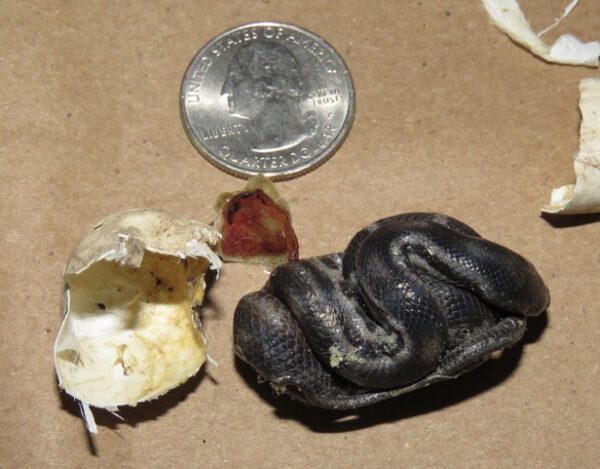 Ratsnake Eggs and Embryo | Vermont Reptile and Amphibian Atlas