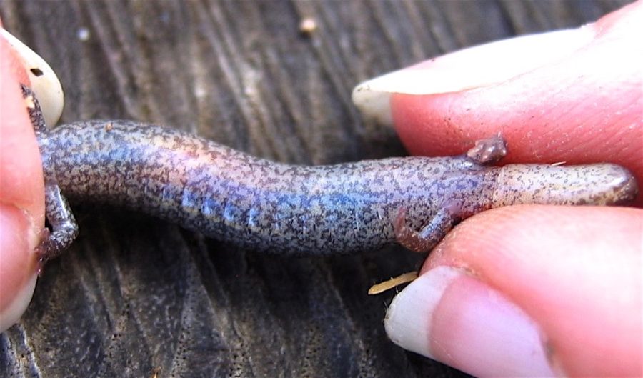 Plethodon cinereus – Eastern Red-backed Salamander | Vermont Reptile and Amphibian Atlas