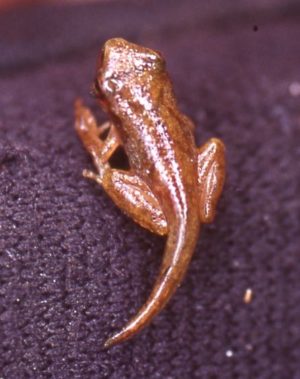Pseudacris crucifer – Spring Peeper | Vermont Reptile and Amphibian Atlas